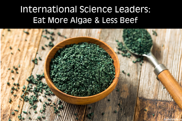 International science leaders are now claiming that you should eat alg ...