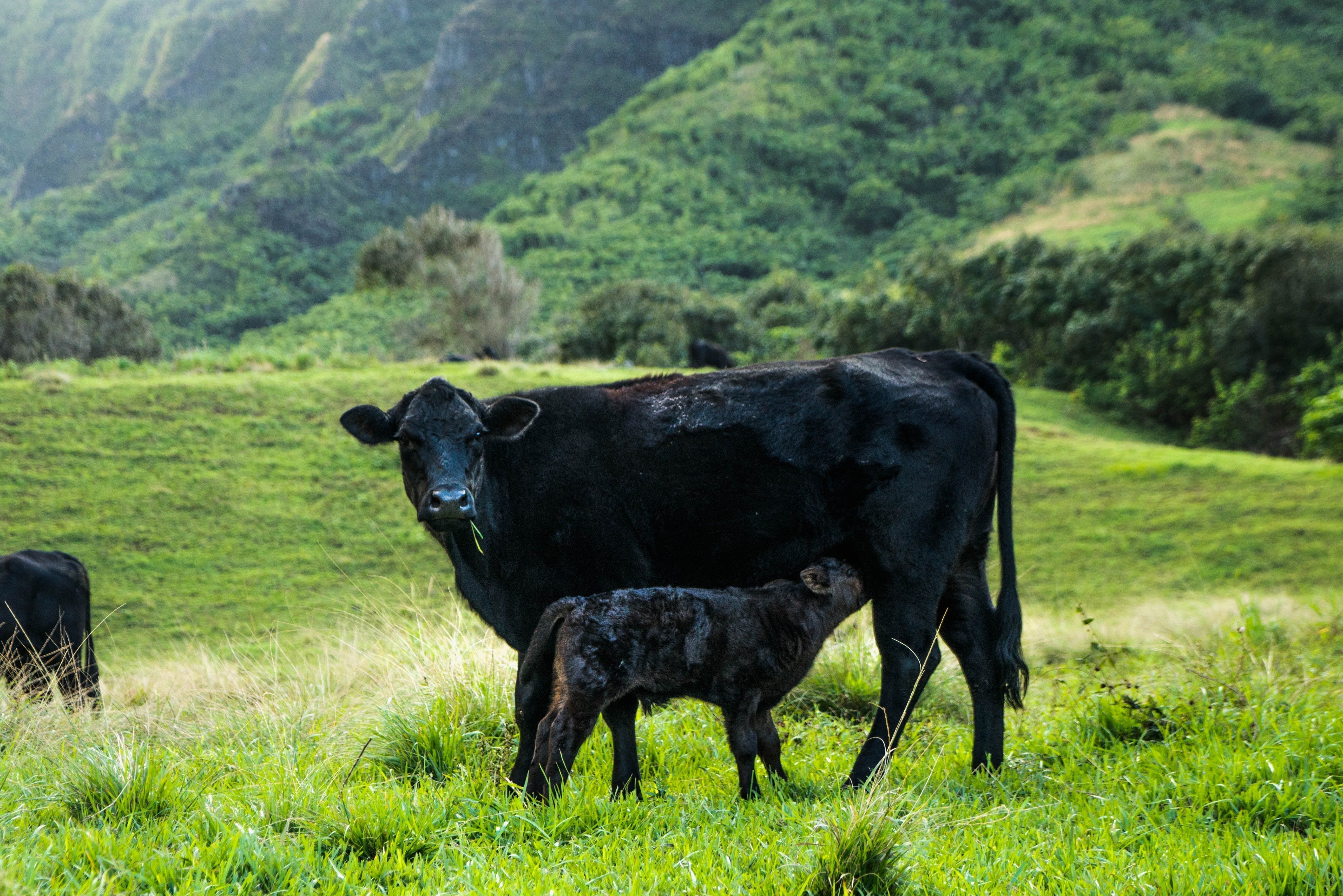 3 Convincing Reasons Why Angus Beef Is Considered The Best – Dude Food